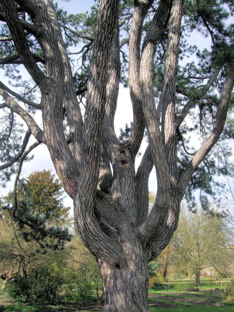 Tolkien's favourite tree in Oxford's Botanic Garden to be cut down ...